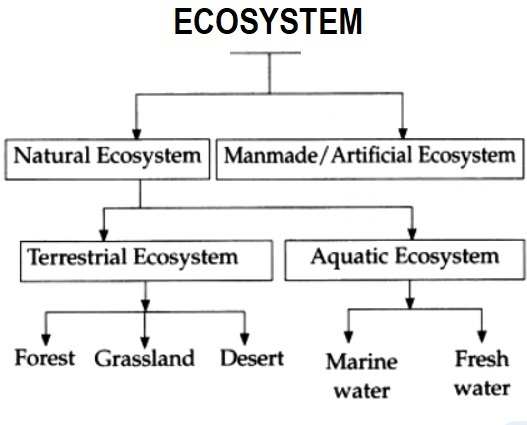 Ecosystem Class-8th Goyal Brothers ICSE Biology Solutions - ICSEHELP