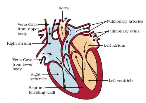 Circulatory System ICSE Class-6th Goyal Bothers Biology Solutions ...