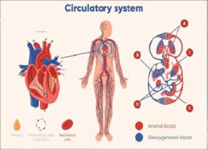 Circulatory System ICSE Class-6th Goyal Bothers Biology Solutions ...
