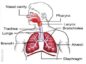 Respiratory System ICSE Class - 6th Goyal Bothers Biology Solutions ...