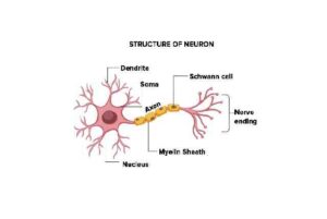 Nervous System Class-8th Goyal Brothers ICSE Biology Solutions Chapter ...