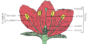 The Flower Structured Answer Biology Class-9 ICSE Selina Publishers ...