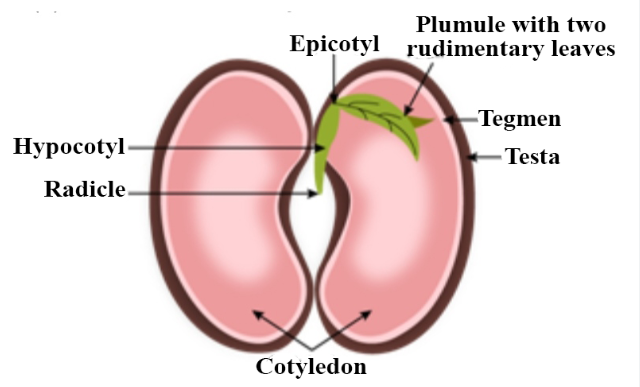 The Flower Class-6 Srijan ICSE Biology Solutions Chapter-2 - ICSEHELP