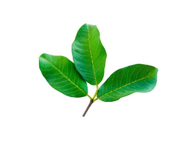 The Leaf Class-6 Srijan ICSE Biology Solutions Chapter-1 - ICSEHELP