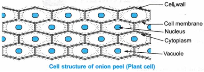 The Cell Class-6 Srijan ICSE Biology Solutions Chapter-3 - ICSEHELP