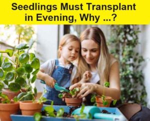 Absorption by Root Class 10 Concise Descriptive Type Ans Selina ...