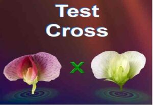 Genetics Very Short Ans Concise Biology for ICSE Class 10 Selina ...