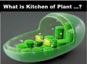 Photosynthesis MCQs Class 10 Concise Selina Solutions - ICSEHELP