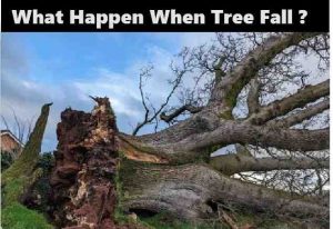 When Great Tree Fall: Line by Line Explanation ICSE Class 10 English ...