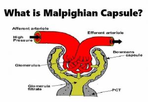 Excretory System Concise Class 10 Very Short Ans ICSE Selina Solutions ...