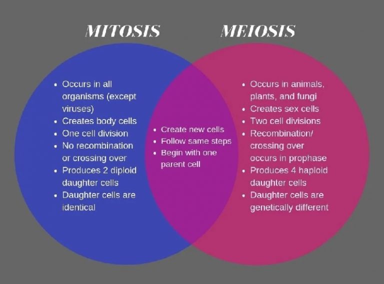 Cell Cycle and Cell Division Class 10 Biology Notes - ICSEHELP