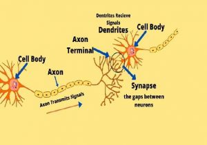 Nervous System Concise Class 10 Very Short Answer Type ICSE Biology ...