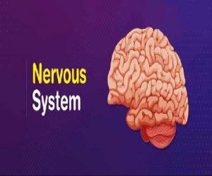 Nervous System: Short Answer Concise Class 10 ICSE Biology Selina ...