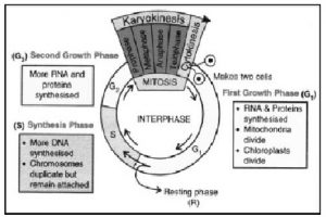 Cell Cycle and Cell Division Class 10 Biology Notes - ICSEHELP