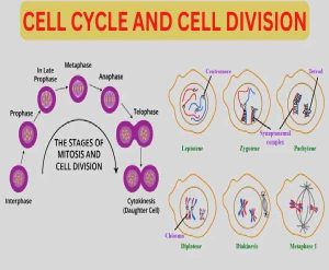 Cell Cycle and Cell Division Class 10 Biology Notes - ICSEHELP