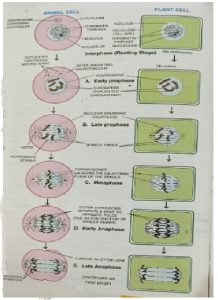 Cell Cycle and Cell Division Class 10 Biology Notes - ICSEHELP