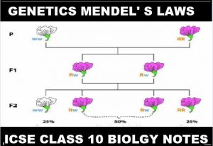 Genetics Mendel Law ICSE Class 10 Biology Notes Ch-3 - ICSEHELP