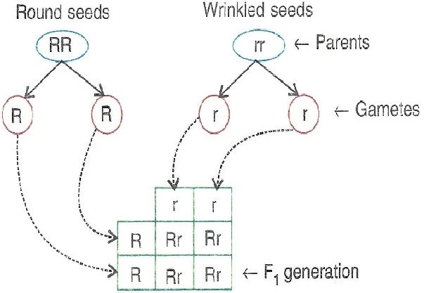 Genetics Class 10 Concise Structured Type Answer ICSE Biology Selina ...