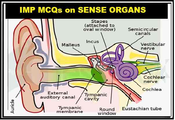 MCQs on Sense Organs Class 10 Concise ICSE Biology Selina Solutions Ch ...