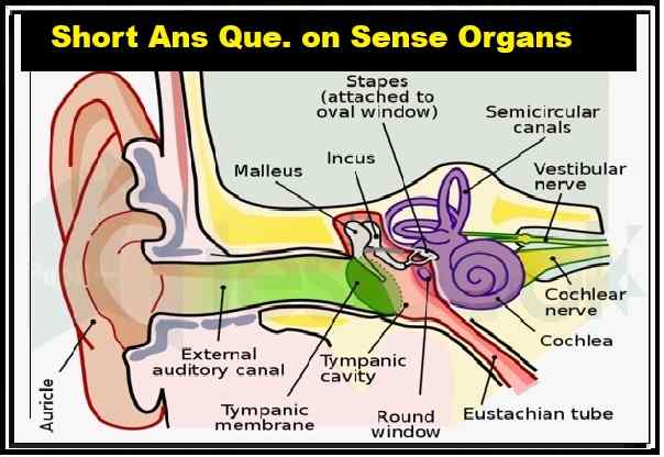 Sense Organs Class 10 Concise Short Answer ICSE Biology Selina ...