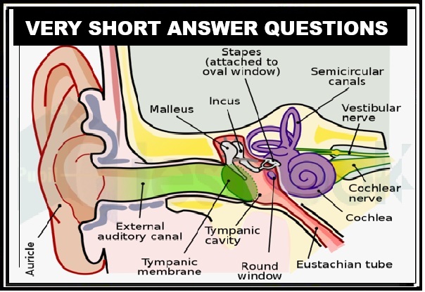 Very Short Ans Questions on Sense Organs Class 10 Concise Biology ...
